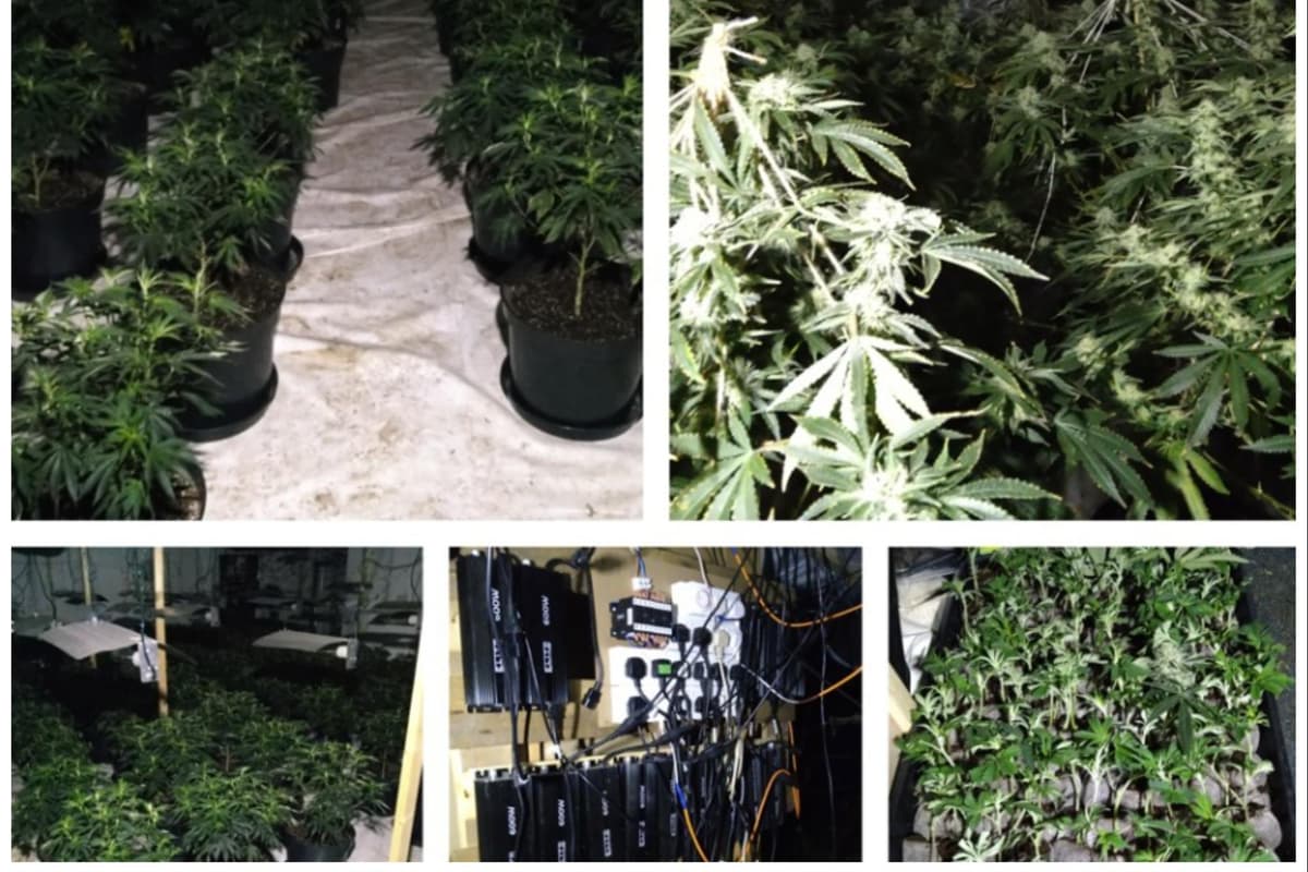 Man Arrested As 300 Cannabis Plants Found Inside Doncaster Drugs Factory