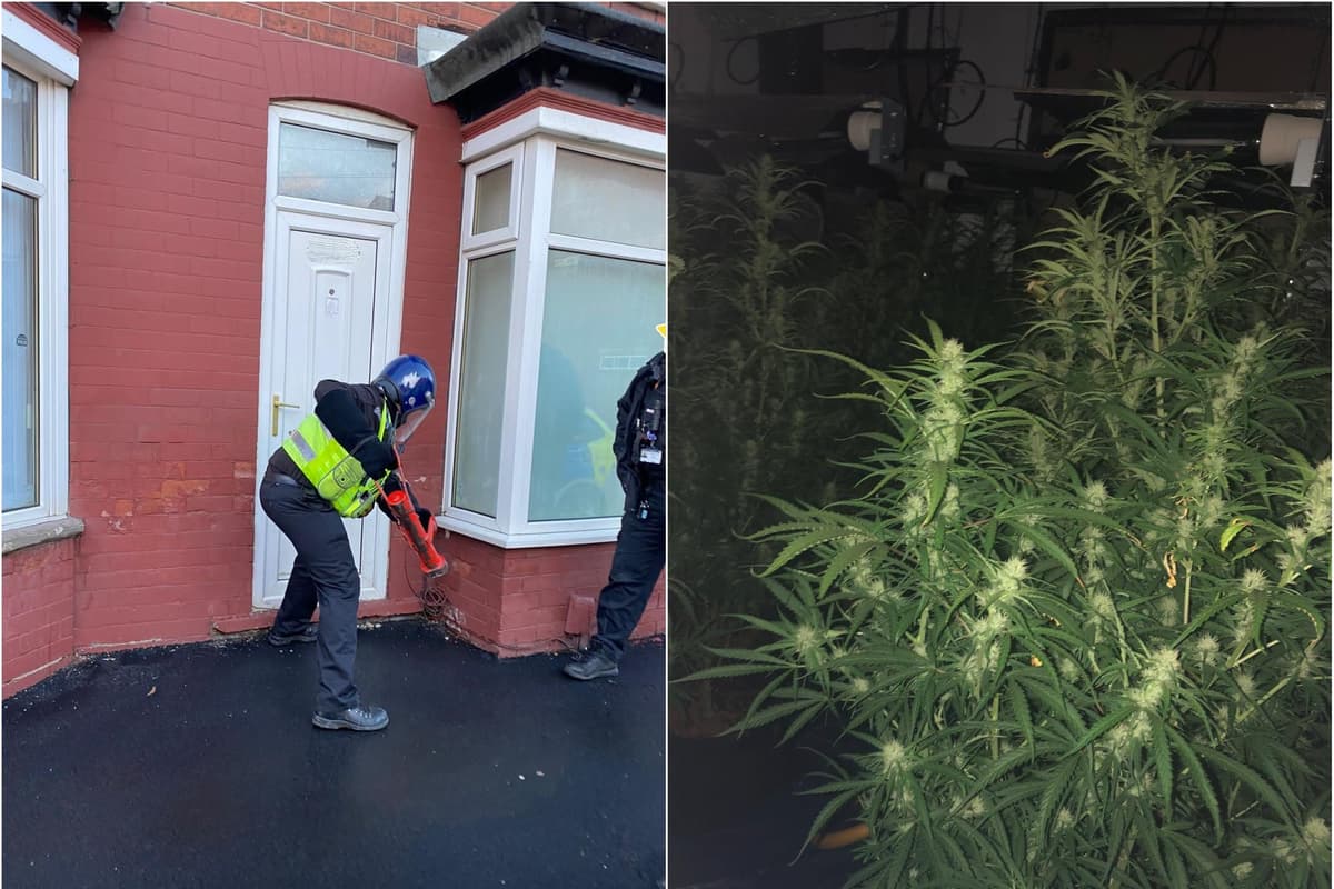 13 Arrests And 800 Cannabis Plants Seized As Police Smash Nine