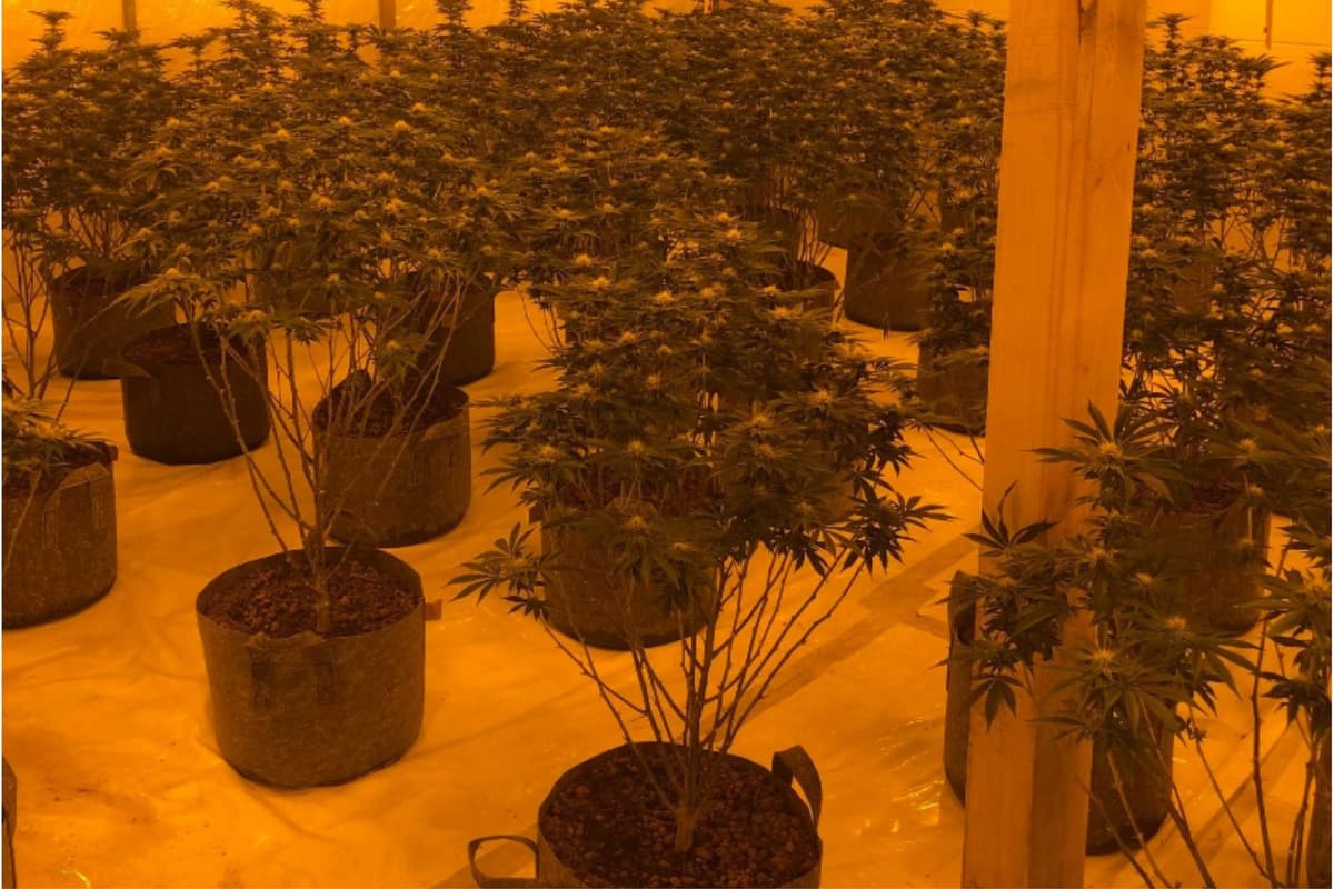 Three Men Arrested After Drugs Bust At Huge Doncaster Cannabis Den