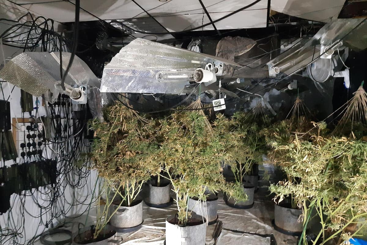 Man Arrested After Police Find 100 Cannabis Plants At Doncaster House