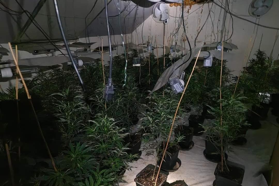 Two Drugs Raids Uncovered Over 300 Cannabis Plants Being Cultivated In