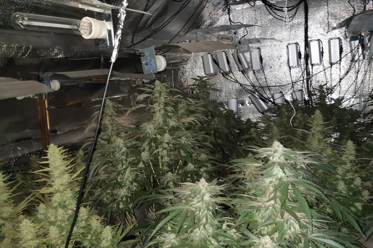 Drugs Warrant Uncovers 45 Cannabis Plants Being Grown In A Doncaster