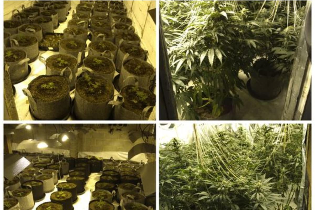Four Men Arrested And Cannabis Plants Seized As Police Bust Doncaster