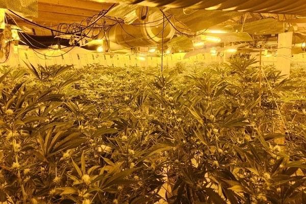 Watch The Moment Officers Raided £150 000 Cannabis Farm Found Inside