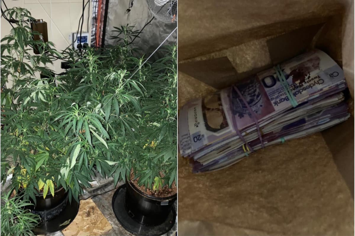 Man Held And £100 000 Of Cannabis Plants Seized As Police Smash