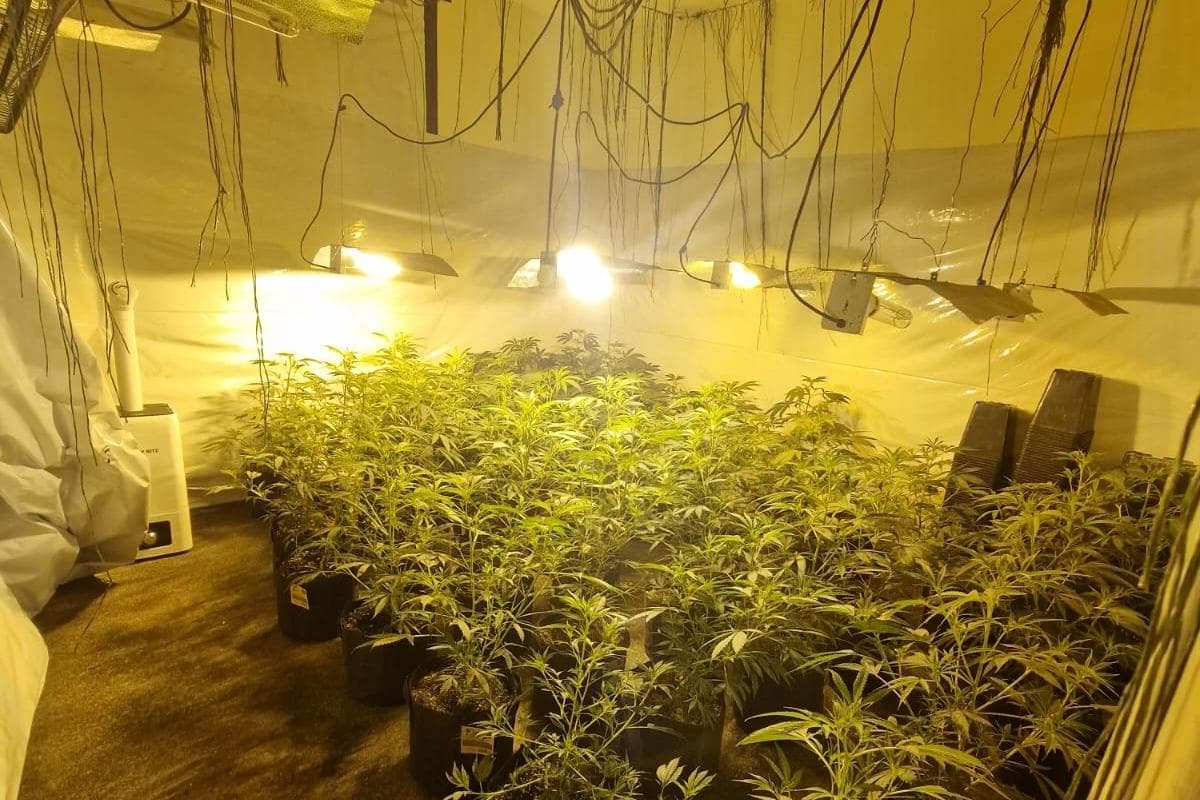 Drug Possession Cannabis Grows And Domestic Assault Dealt With By