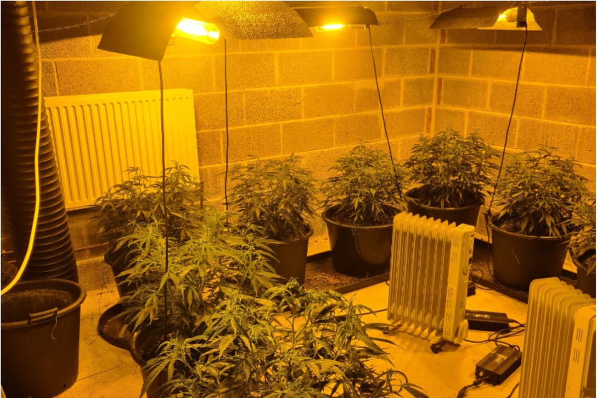 Police Bust Doncaster Drugs Factory After Raid On Cannabis Growing